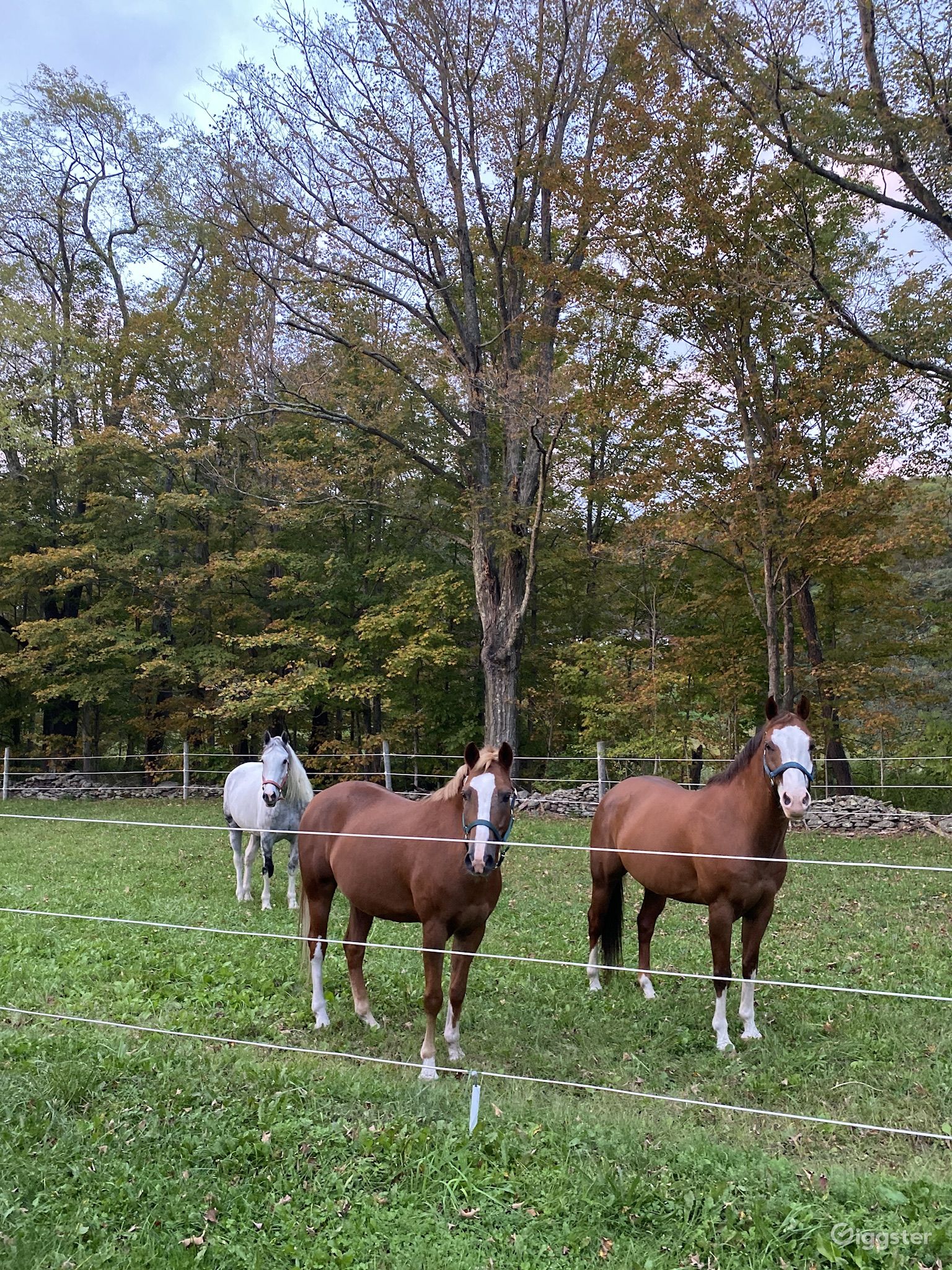 Bucolic Farm in the heart of the Catskills | Rent this location on Giggster