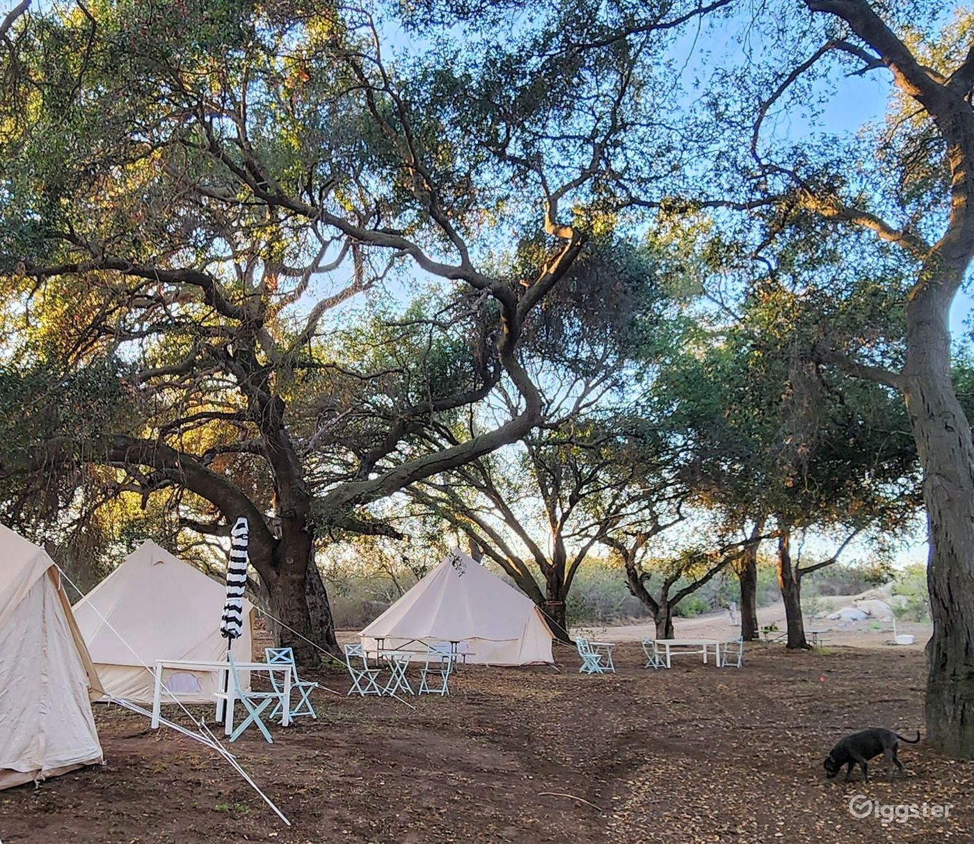 Charming Farm w/ a dozen ancient oaks | Rent this location on Giggster