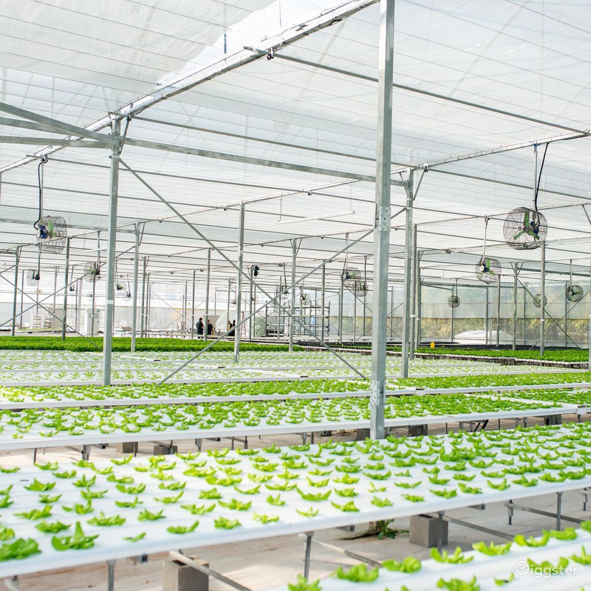 Hydroponic Urban Farm in Houston | Rent this location on Giggster