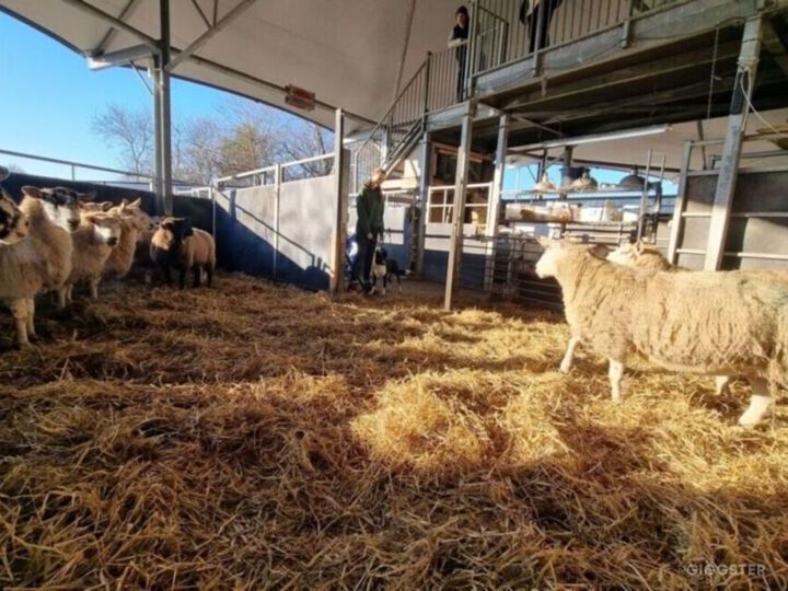 Large family farm attraction in rural surroundings | Rent this location ...