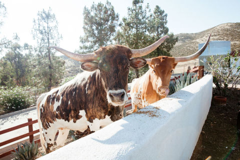 Double R Ranch | Rent this location on Giggster