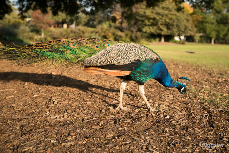 Gardens & Peacocks | Rent this location on Giggster