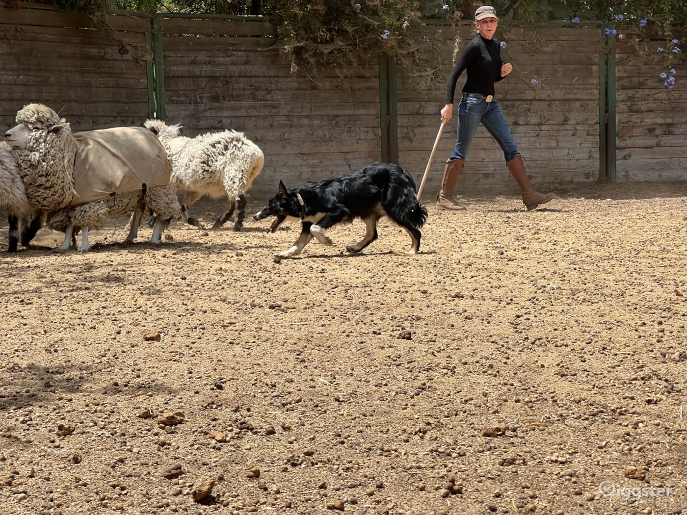 Working Sheep Farm Ranch with Lovely Cottages | Rent this location on ...