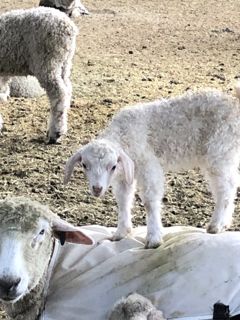 Working Sheep Farm Ranch with Lovely Cottages | Rent this location on ...