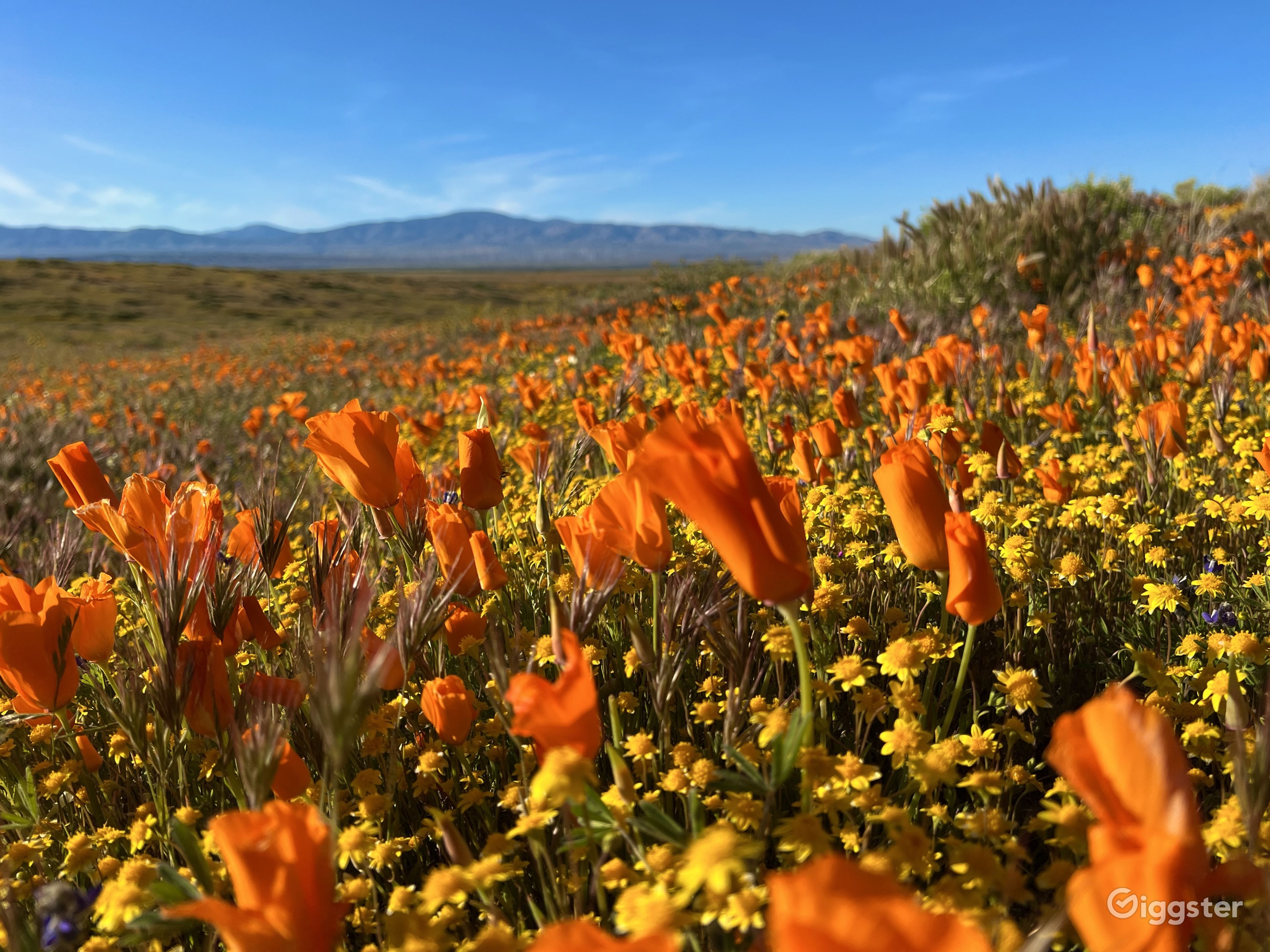 Desert Land in Hills and Trails of Poppy Reserve | Rent this location ...