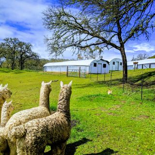 150 Acre Ranch + small lake and friendly Alpacas! | Rent this location ...