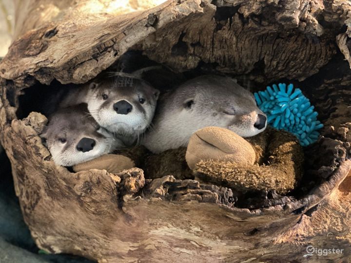 River Otter Exhibit | Rent this location on Giggster