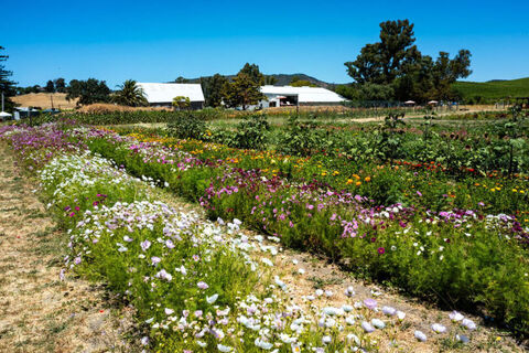 Rustic Barn & Organic Flower Farm | Rent this location on Giggster