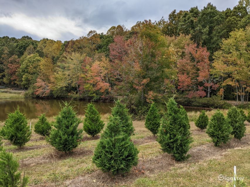 Woods Tree Farm | Rent this location on Giggster