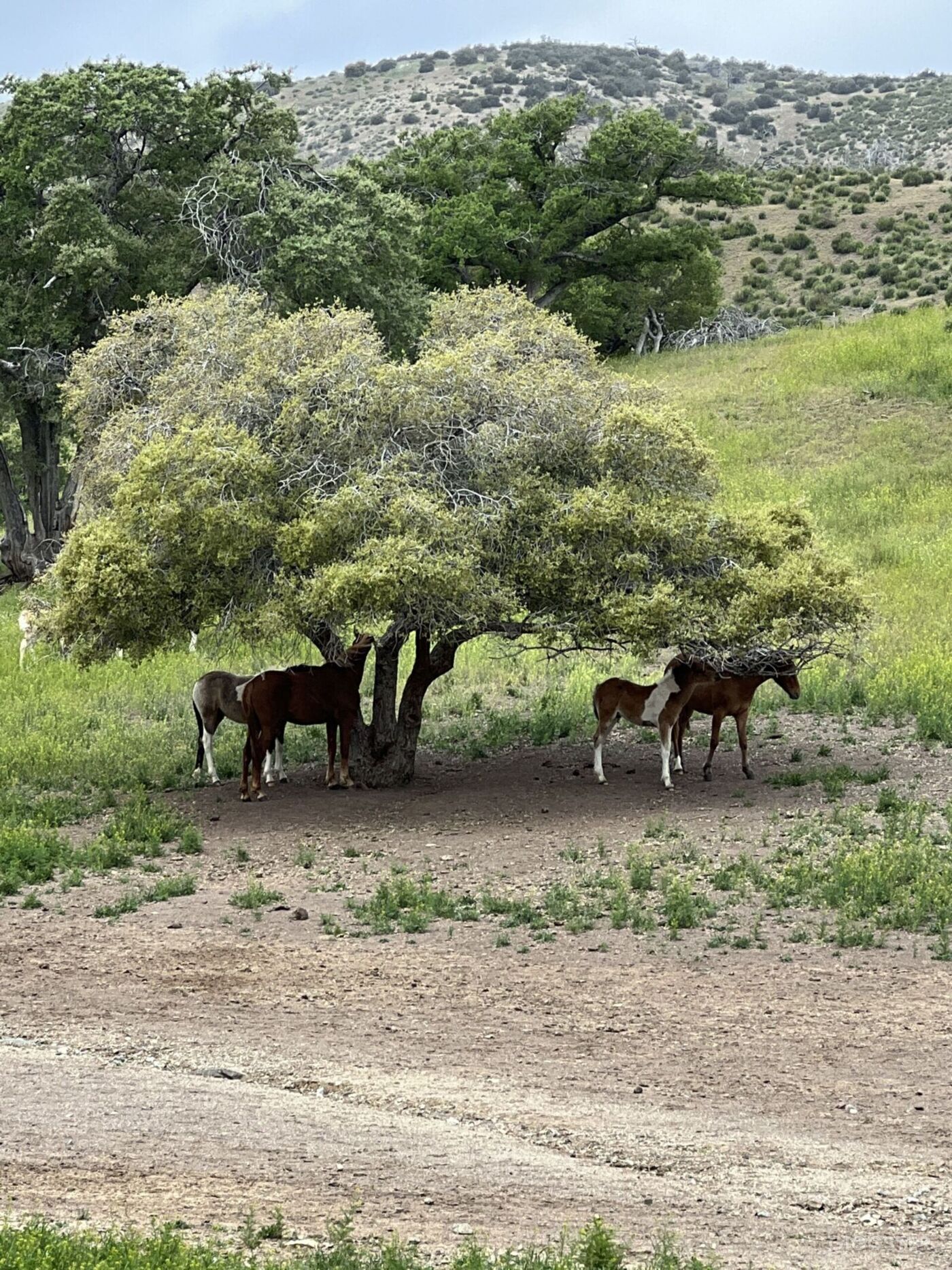 The Mustangs Ranch | Rent this location on Giggster