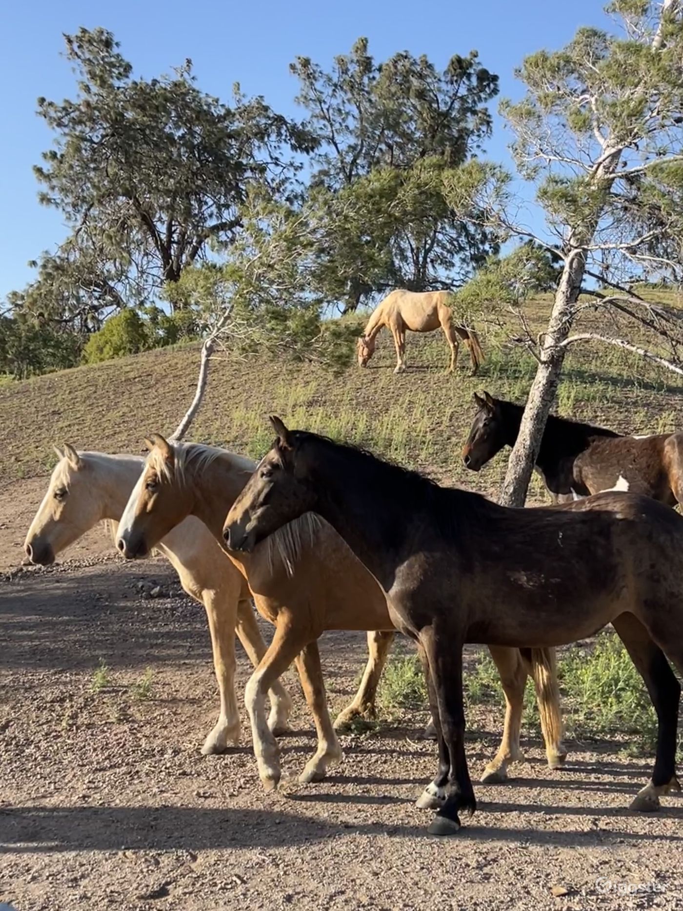 The Mustangs Ranch | Rent this location on Giggster