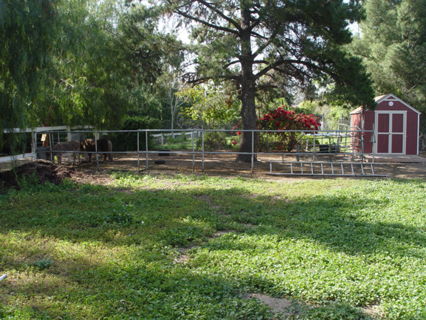 1913 Mini Ranch With Miniature Horses, Guest House & Theater | Rent ...