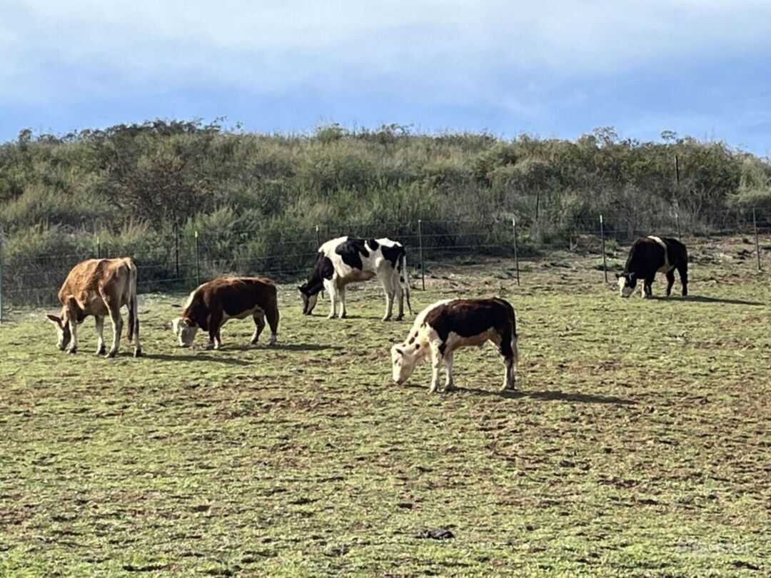 Cows cows cows!!! | Rent this location on Giggster