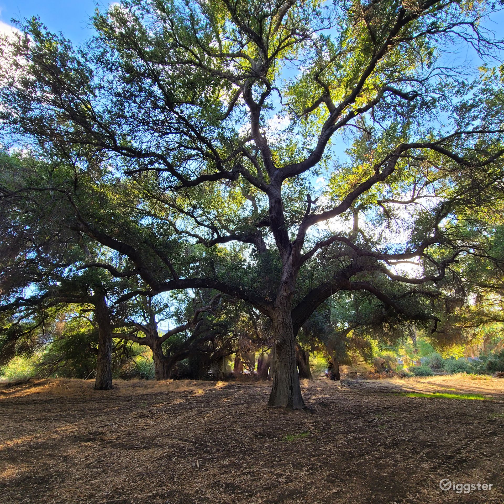 Enchanted Mini Forest with Ranch House and Barns | Rent this location ...